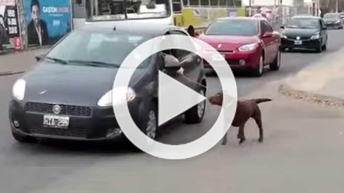 Vídeo: no saques así a tu perro o te caerá una multa