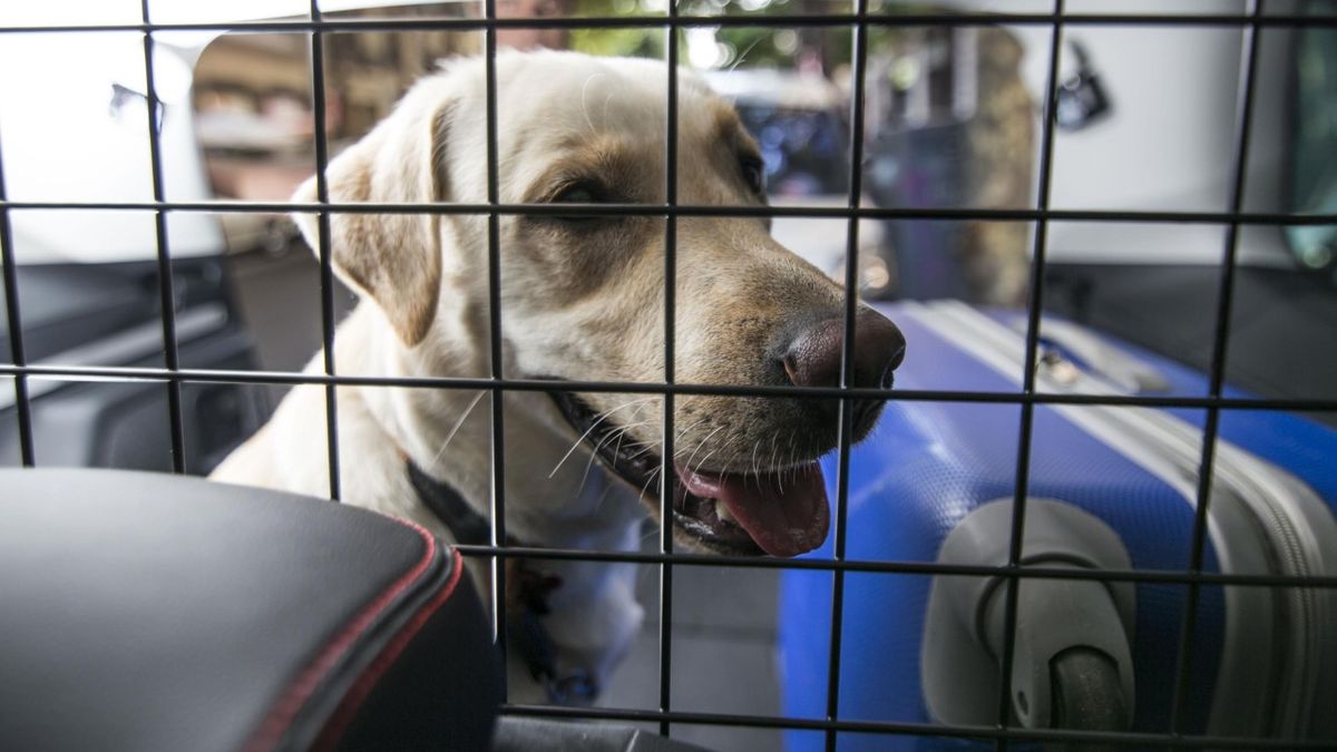 Cómo llevar a tu mascota dentro del coche en verano